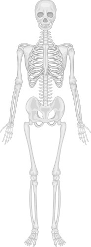 Realistic human skeletal system infographics Vector Image