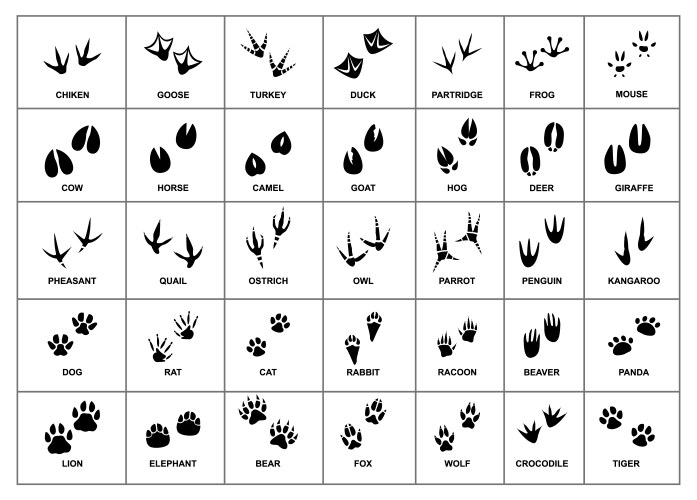 Frog Footprint Vector Images (over 600)