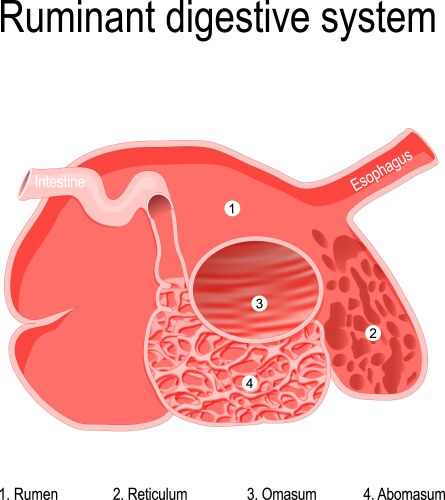 Digestive System Vector Images (over 18,000)