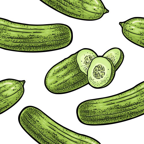 Realistic full and sliced fresh green cucumbers Vector Image