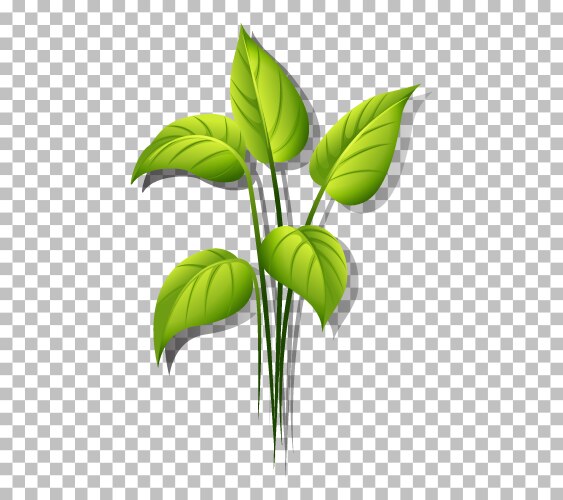 A tree isolated on transparent background Vector Image