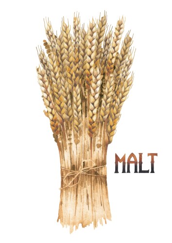 Watercolor hop and malt Royalty Free Vector Image