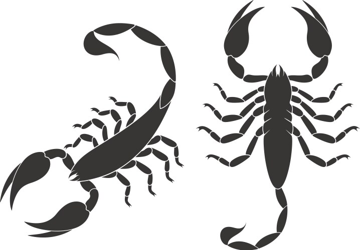 Scorpions isolated on white background insect Vector Image