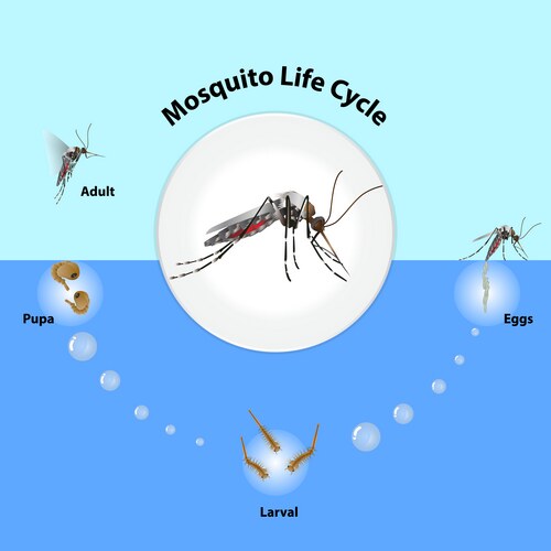 Mosquito Life Cycle Infographic – Royalty-Free Vector | VectorStock