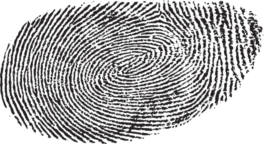 Seamless pattern in fingerprint style curved Vector Image