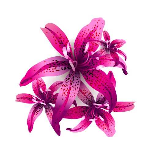 Lily Vector Images (over 48,000)