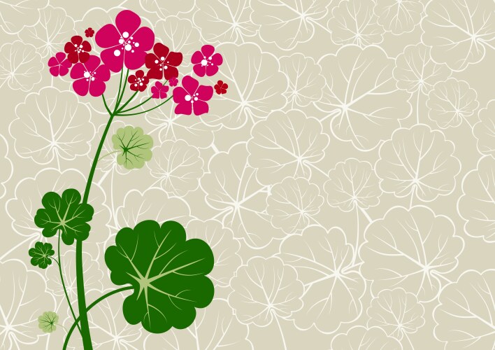 Geraniums Vector Images (over 1,500)