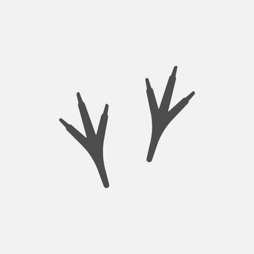 Braised chicken feet Royalty Free Vector Image