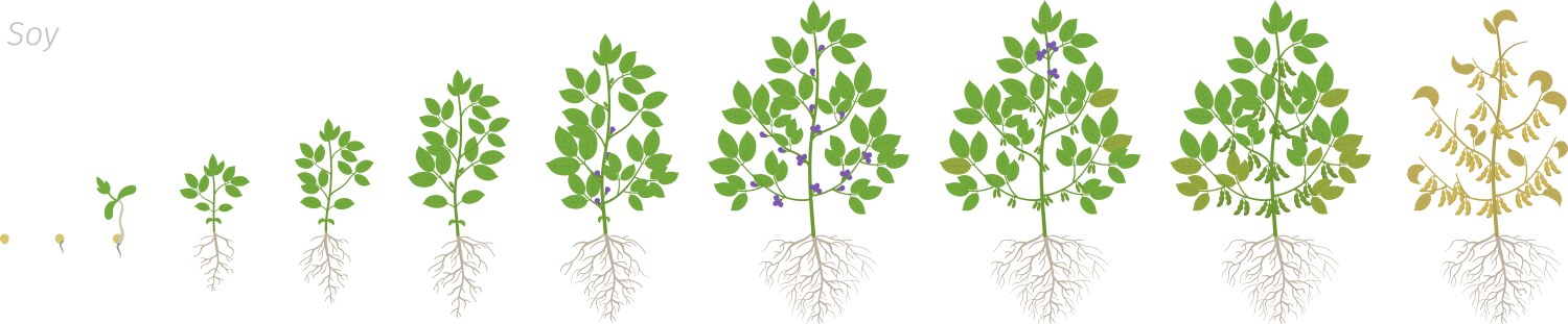 Soy growth stages soybean vegetable plant growing Vector Image