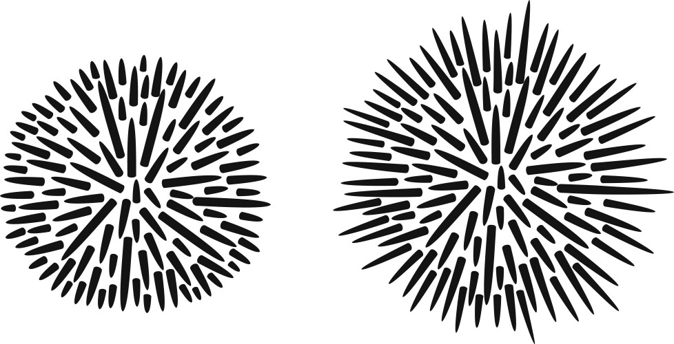 Sea Urchin Vector Images (over 1,700)