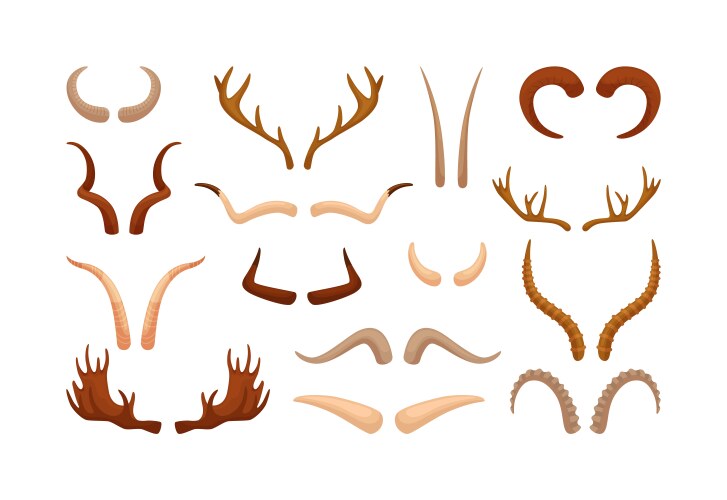 Wild animals sharp horns in pairs hunting trophy Vector Image
