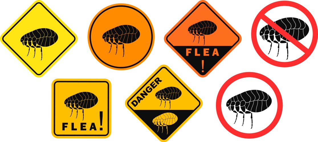 Flea Royalty Free Vector Image - VectorStock