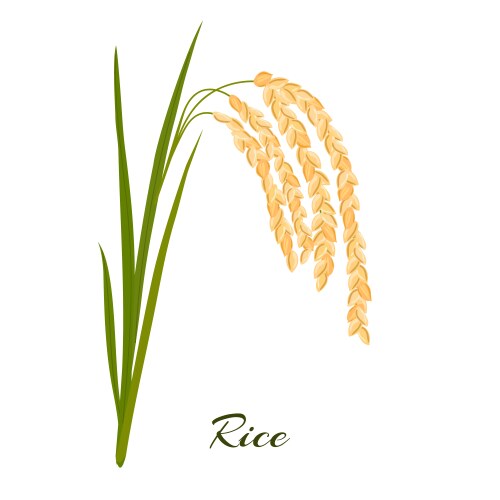 Rice Royalty Free Vector Image - VectorStock