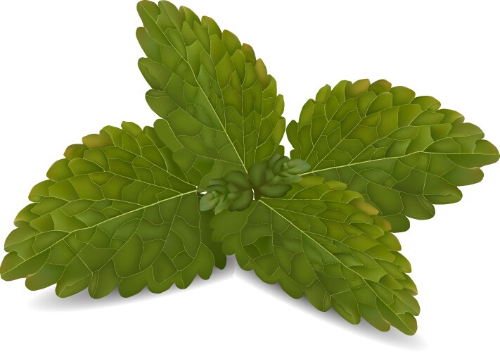 Mint Vector Images (over 59,000)