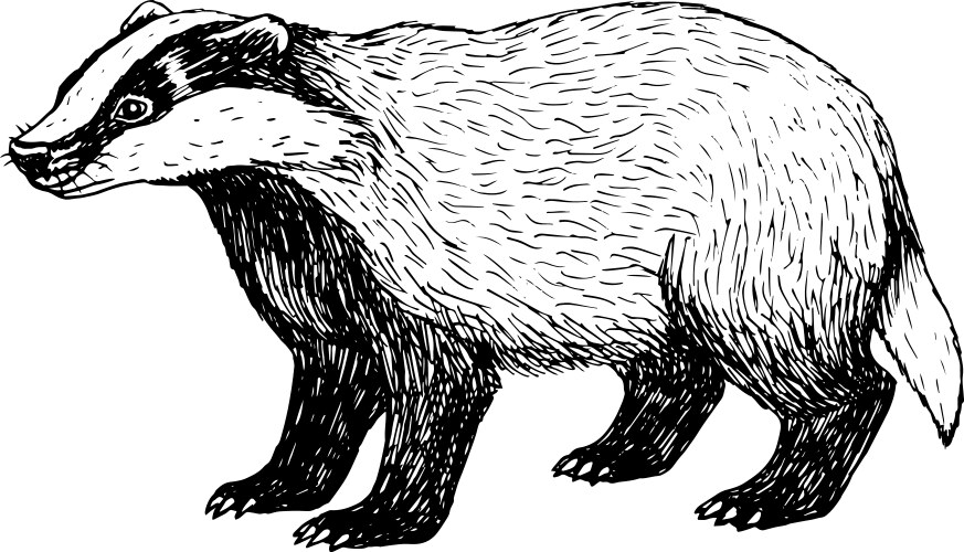 Badger Vector Images (over 3,900)