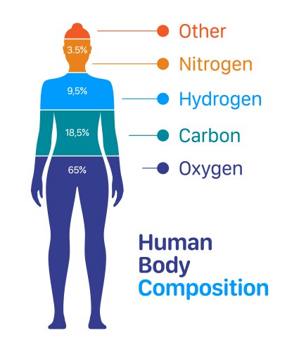 Human body mass index chart bar Royalty Free Vector Image