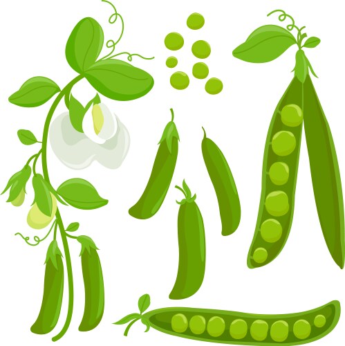 Growing peas plant isolated on white Royalty Free Vector