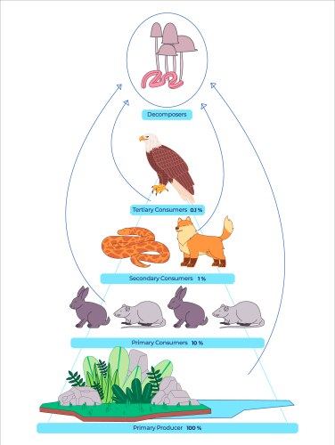 Food Chain Diagram (43897649) – Royalty-Free Vector | VectorStock