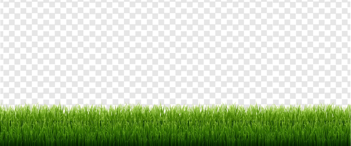 Green grass isolated transparent background Vector Image