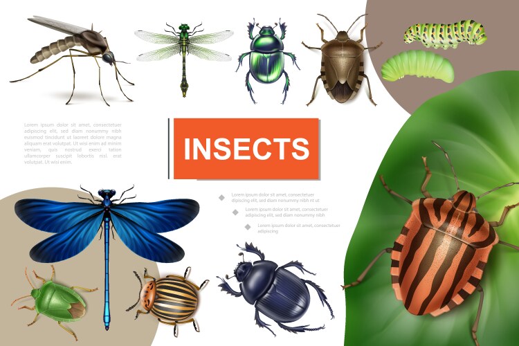 Realistic insects colorful template Royalty Free Vector