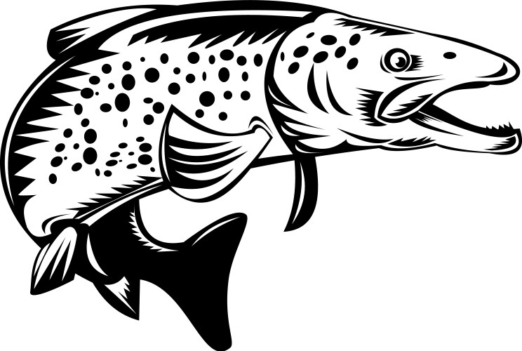 Trout Vector Images (over 13,000)