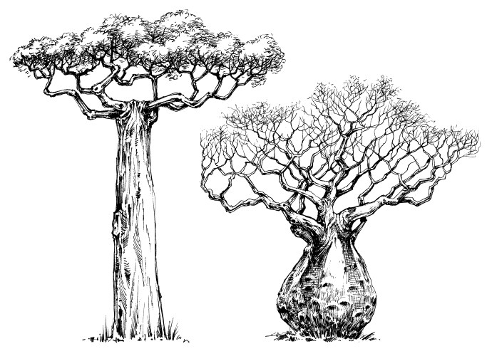Baobab Tree Vector Images (over 2,100)