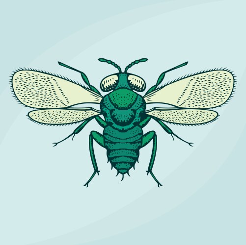 Fly in engraved style Royalty Free Vector Image