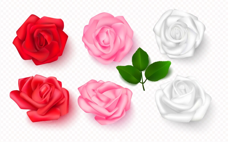 Rose flower 3d realistic icon Royalty Free Vector Image