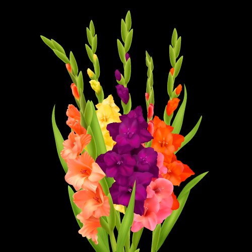 Gladiolus Vector Images (over 870)