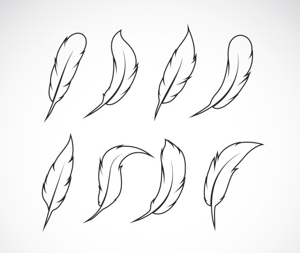 Group of feather on white background Royalty Free Vector