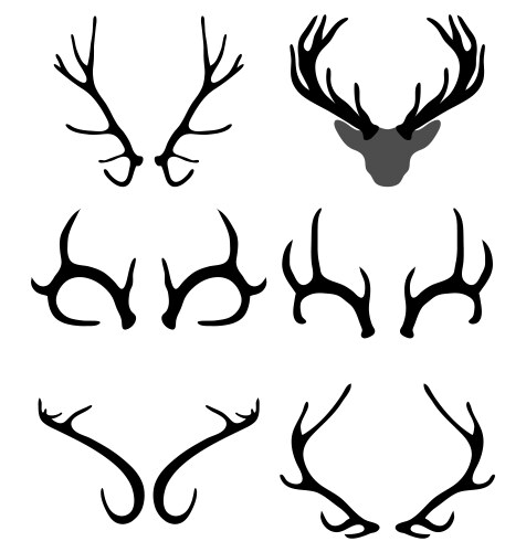Deer horns Royalty Free Vector Image - VectorStock