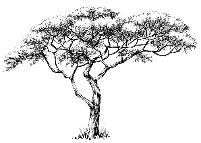African tree Royalty Free Vector Image - VectorStock