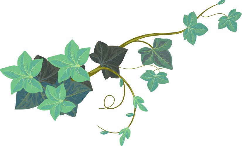 Evergreen Leaves Clipart