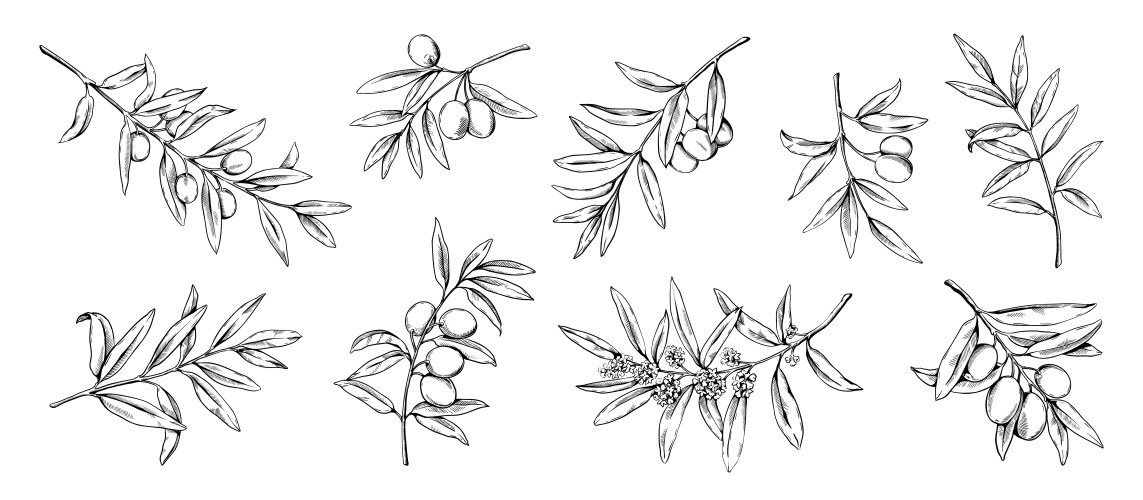 Fall autumn season leaves sketch outline Vector Image