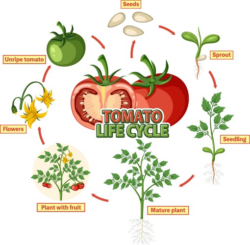 Plant Life Cycle Diagram – Royalty-Free Vector | VectorStock