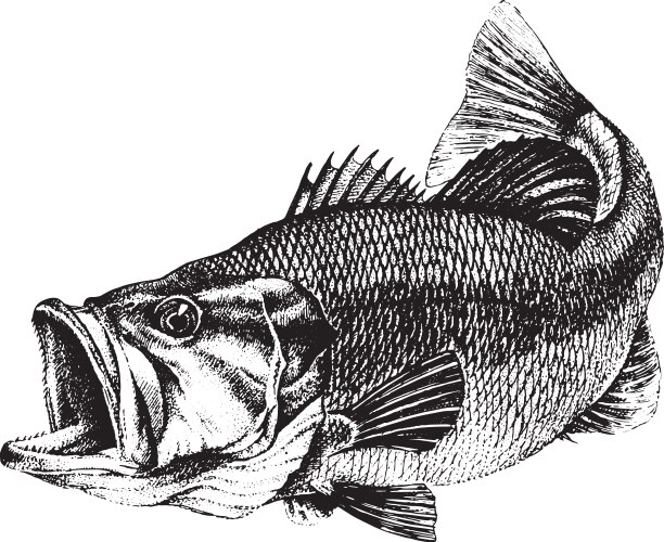 Bass Fish Black and White Vector Images (over 4,700)