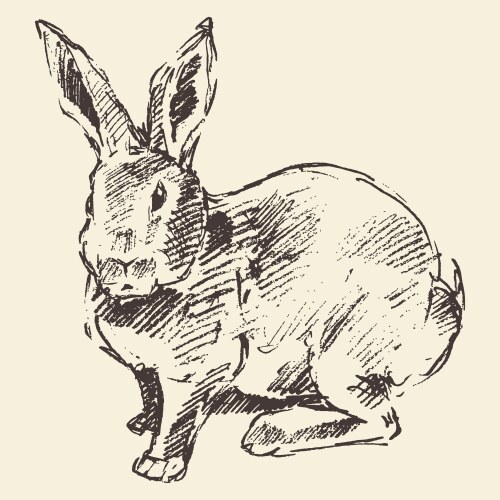 Vintage hand drawn bunny face sketch Royalty Free Vector
