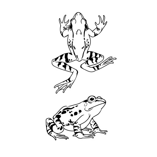 Frog Line Drawing Vector Images (over 2,000)