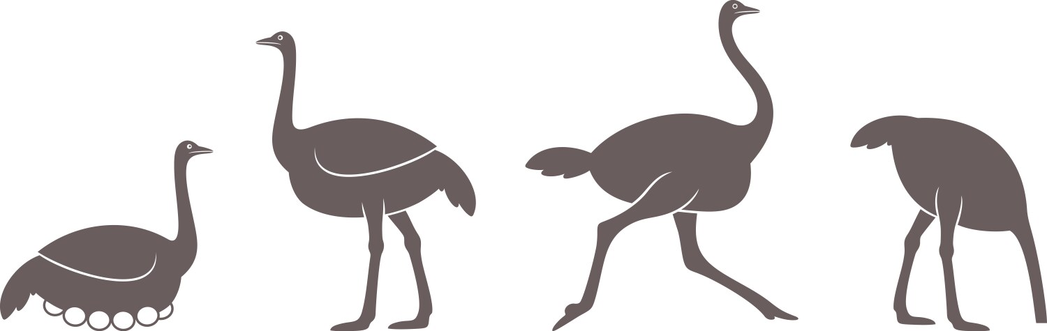 Ostrich 3 Royalty Free Vector Image - VectorStock