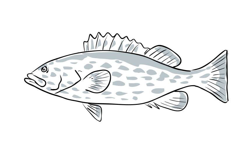 Red grouper fish gulf of mexico cartoon drawing Vector Image