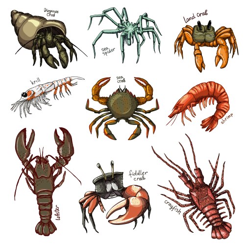 Crustacean set Royalty Free Vector Image - VectorStock