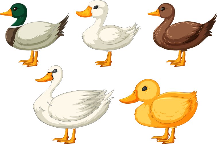 Ducks Vector Images (over 53,000)