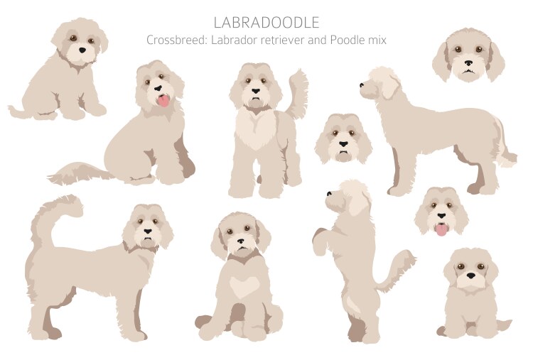 Labradoodle Vector Images (over 240)
