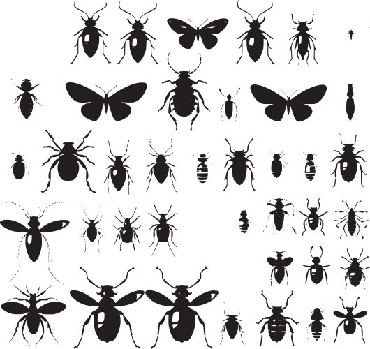 Bug Insect 52799150 Royalty Free Vector Vectorstock