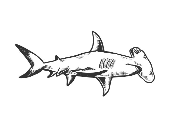 Hammerhead shark Royalty Free Vector Image - VectorStock