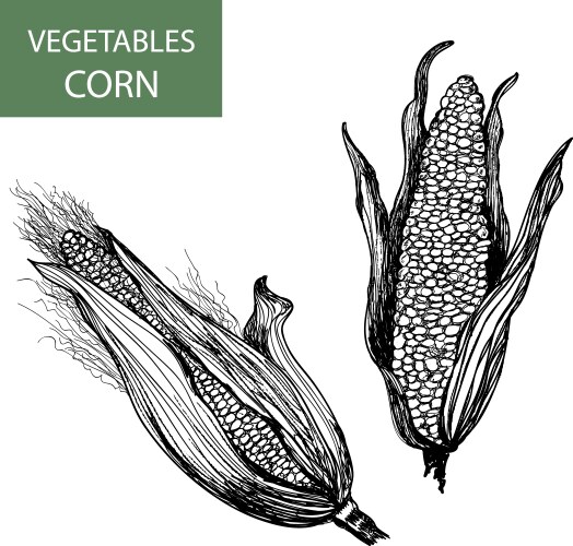 Corn Drawings Vector Images (over 11,000)