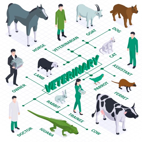 Farm animals veterinary isometric flowchart Vector Image