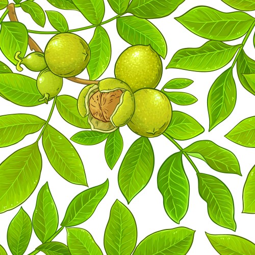 Walnut branch colored detailed Royalty Free Vector Image