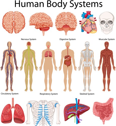 Diagram showing anatomy of human body with names Vector Image
