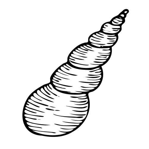 Seashell line art top view hand Royalty Free Vector Image